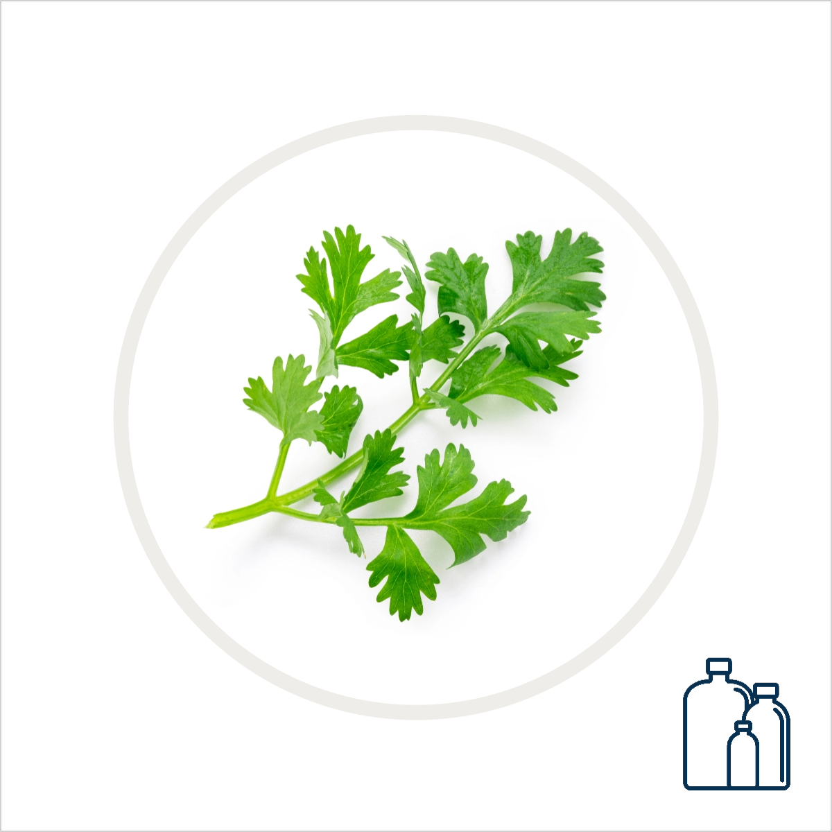 Coriander Essential Oil Wholesale and Bulk - Thracian Oils