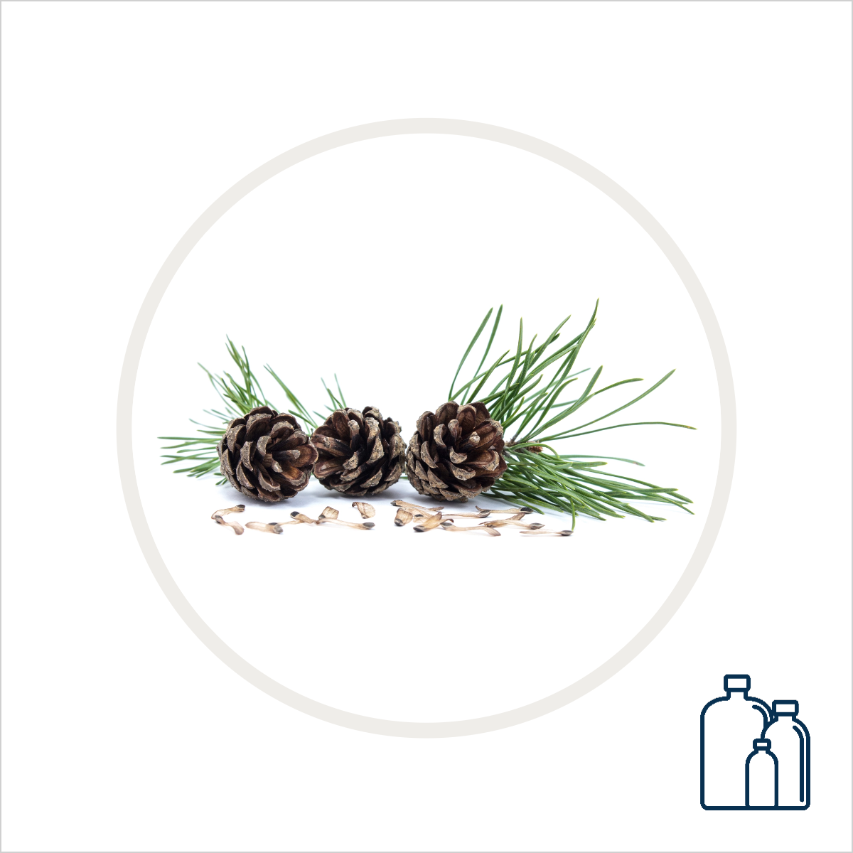 Scots Pine Essential Oil Wholesale and Bulk - Thracian Oils