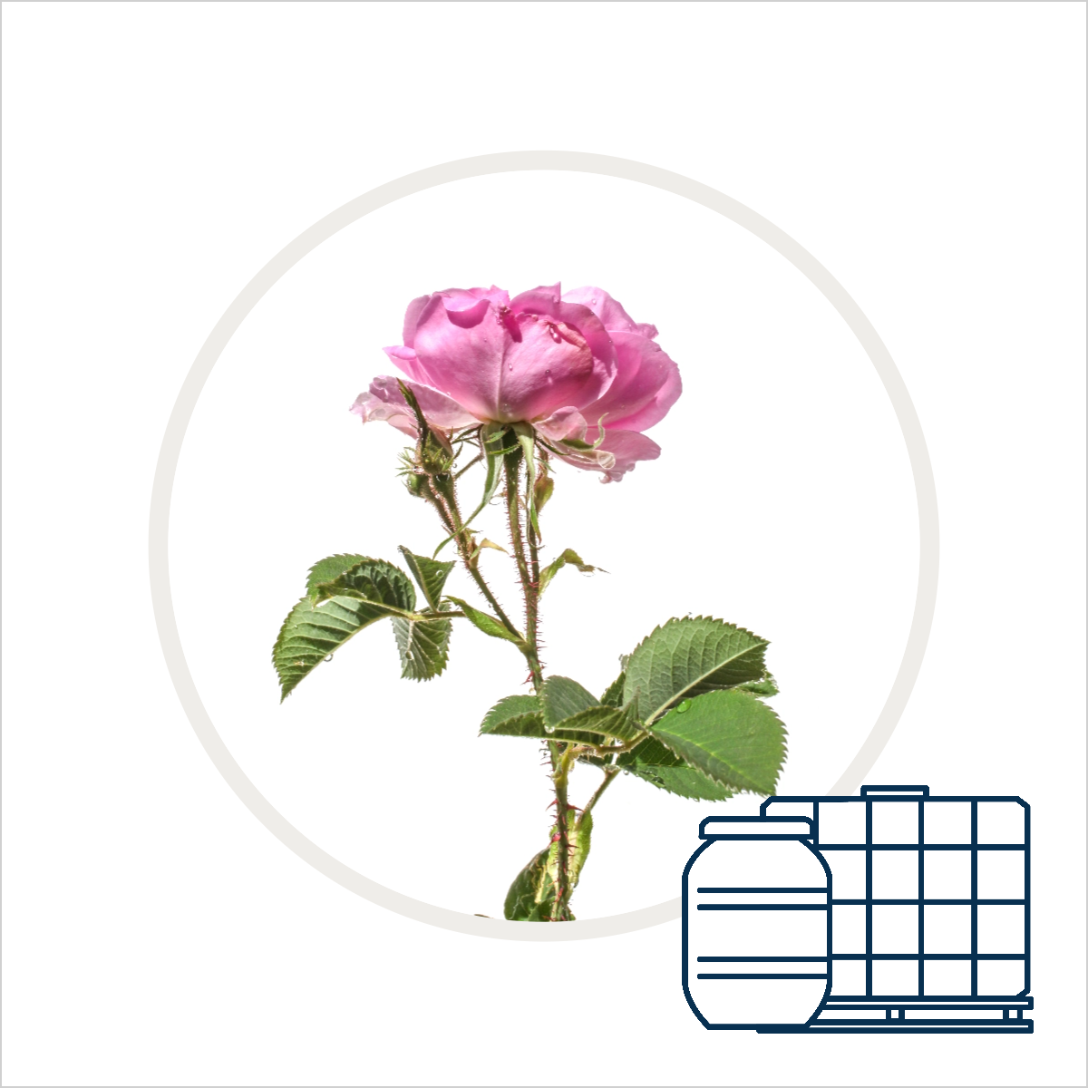 Rose Water Wholesale and Bulk - Bulgaria - Thracian Oils